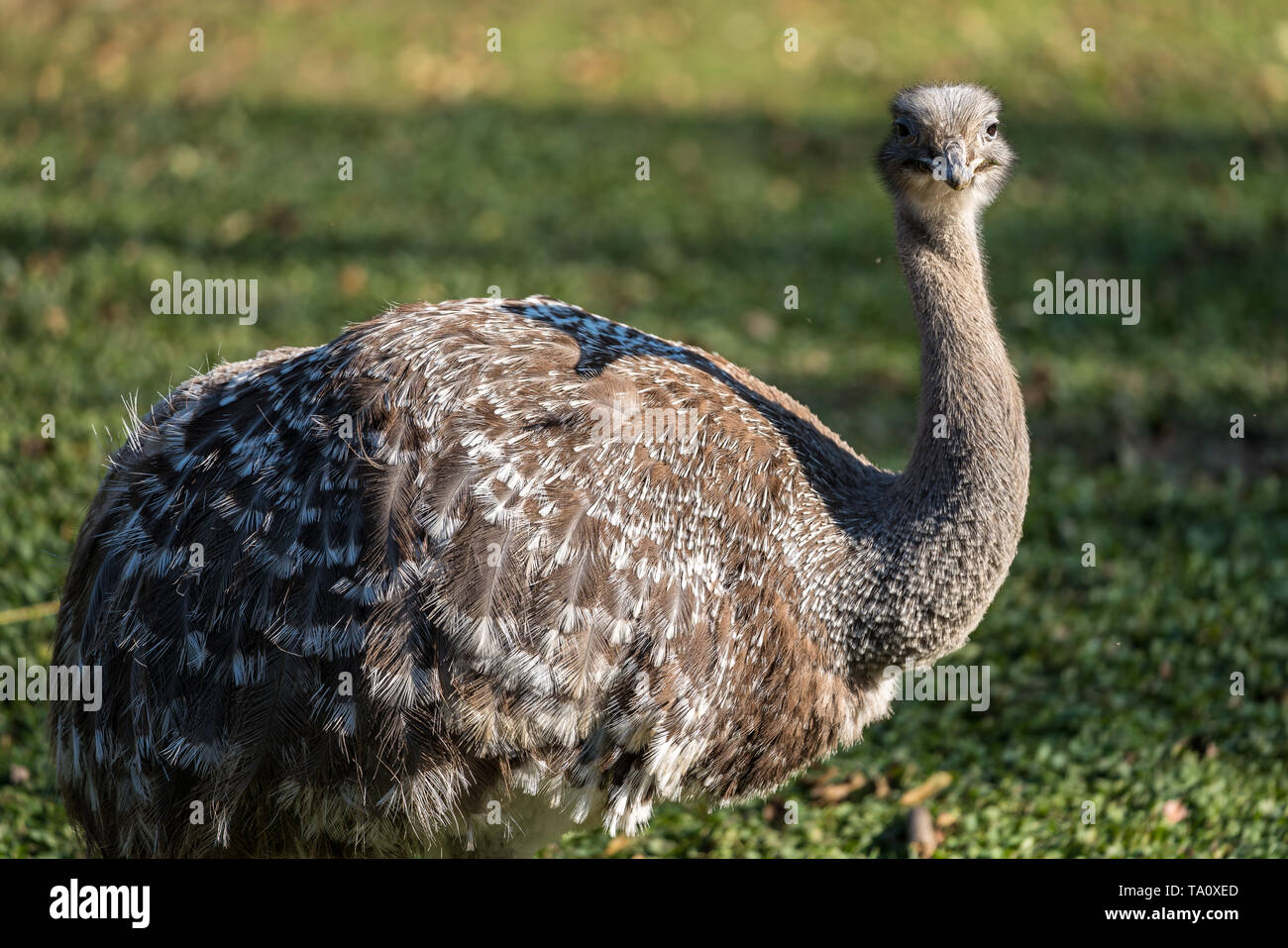 Darwin's rhea, Rhea pennata also known as the lesser rhea Stock Photo - Alamy