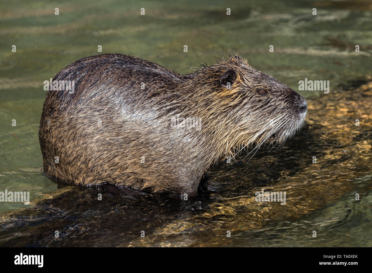 Coypu, Myocastor coypus, also known as river rat or nutria Stock Photo ...