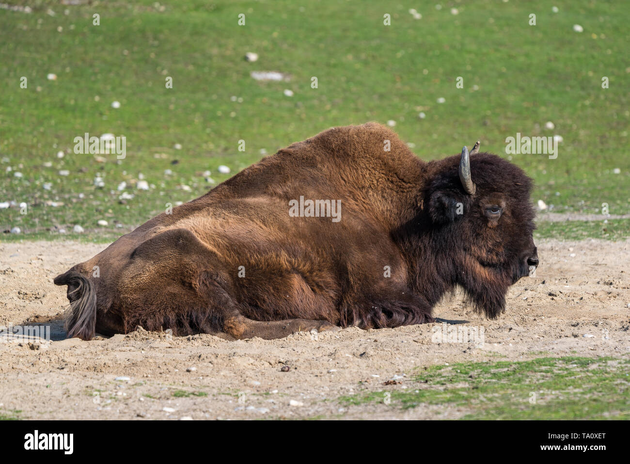 American buffalo known as bison, Bos bison in the zoo Stock Photo - Alamy