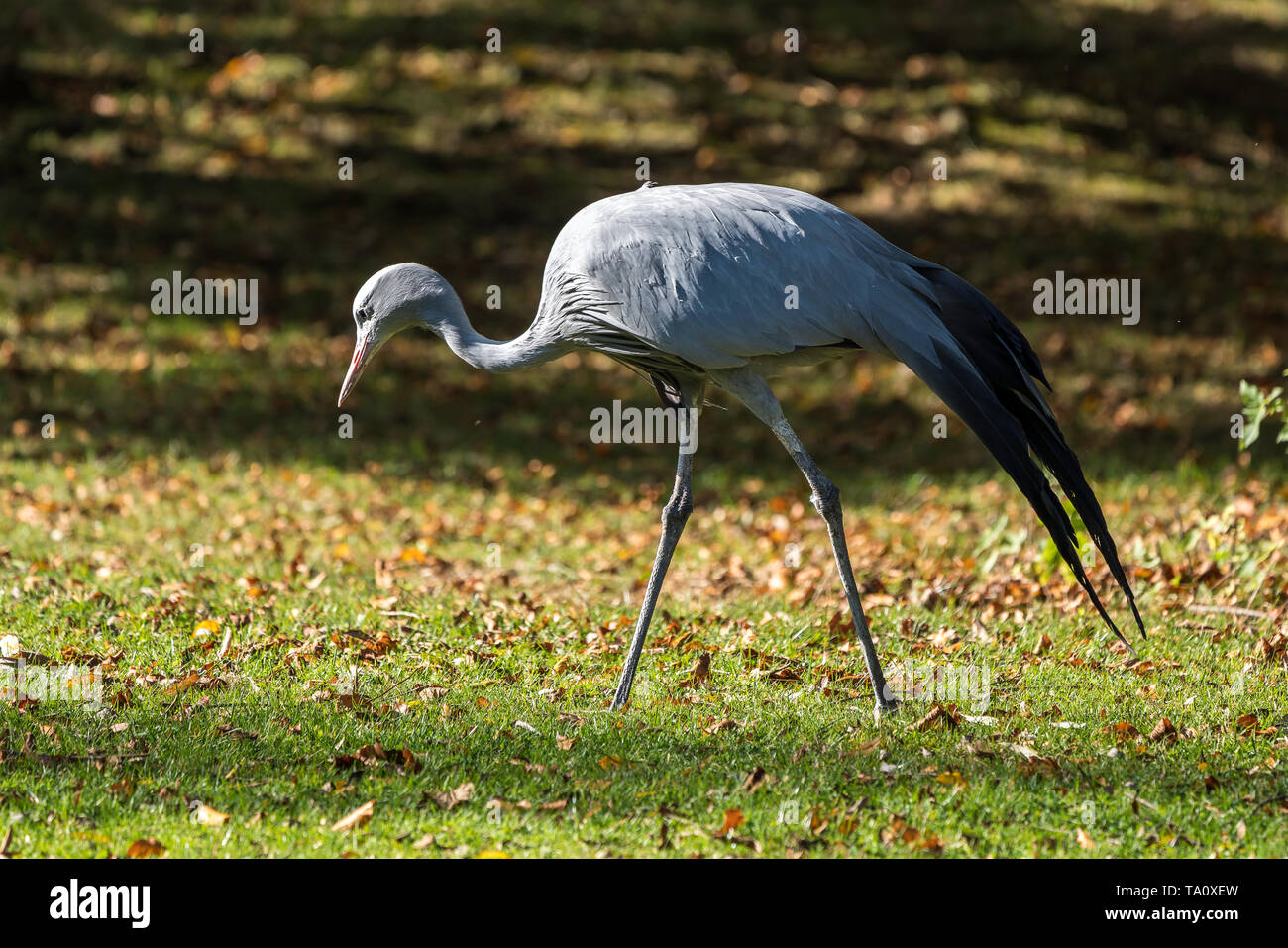 The Blue Crane, Grus paradisea, is an endangered bird Stock Photo - Alamy