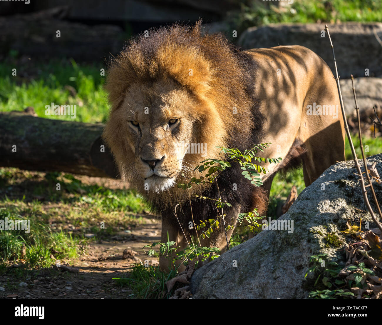 The lion, Panthera leo is one of the four big cats in the genus ...
