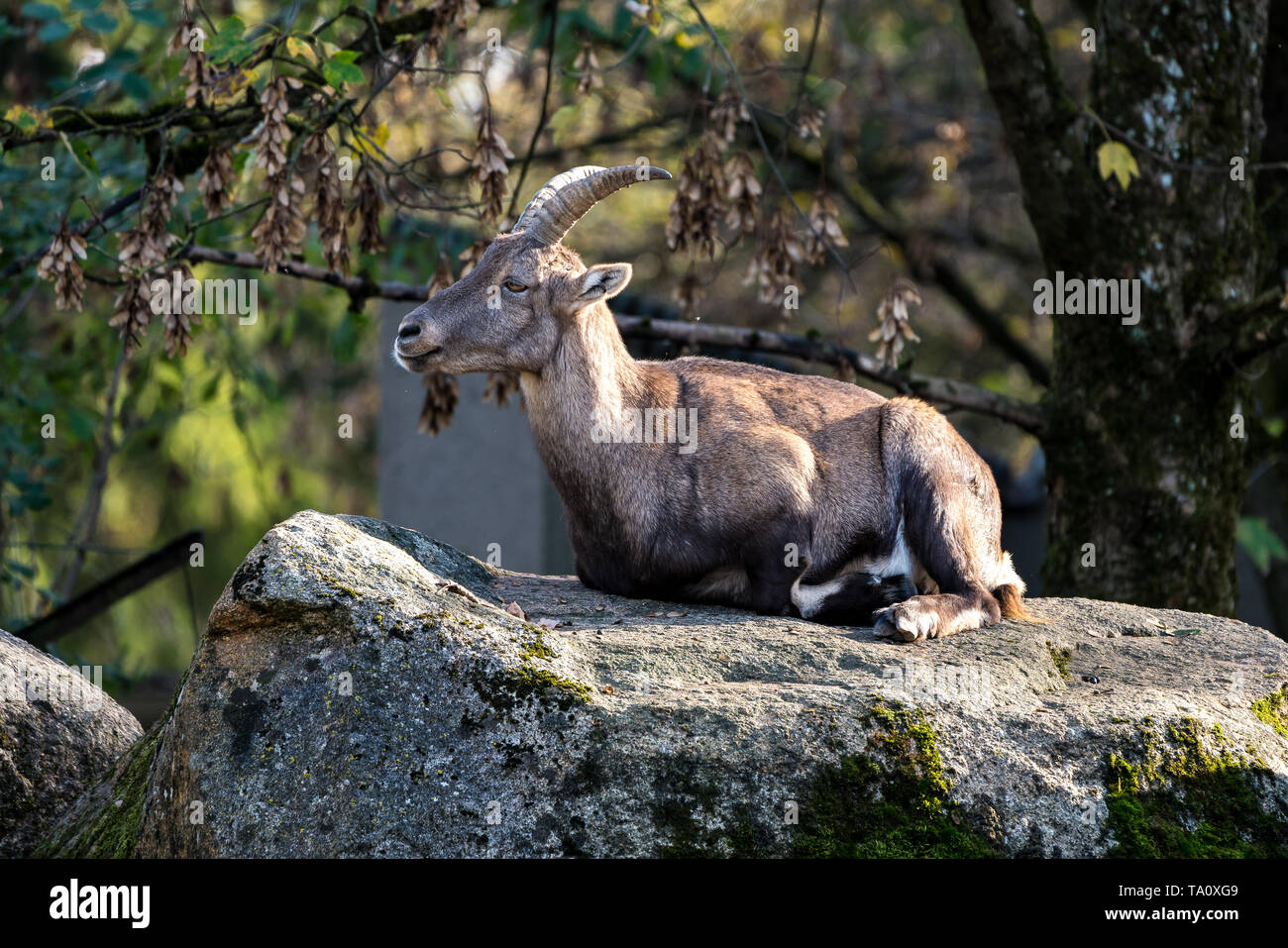 Male mountain ibex or capra ibex sitting on a rock Stock Photo - Alamy