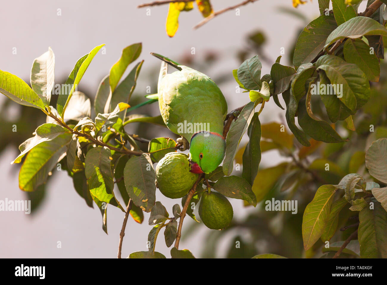 Parrot eating guava fruit Stock Photo - Alamy