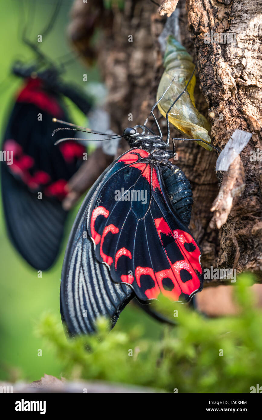 Papilio rumanzovia, the scarlet Mormon or red Mormon, butterfly Stock ...