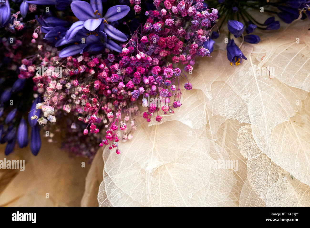 Skeleton leaves flower hi-res stock photography and images - Alamy