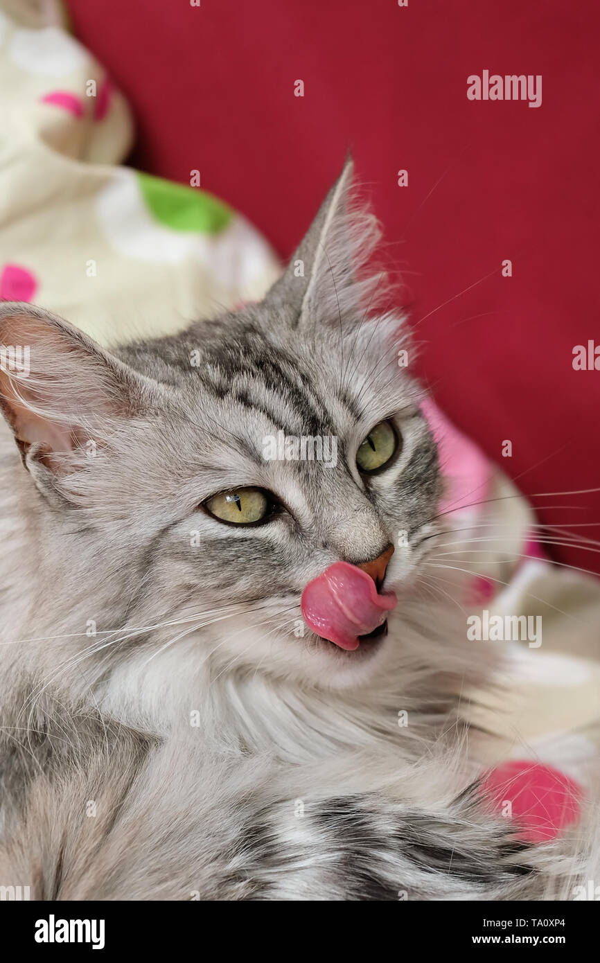 Black angora cat hi-res stock photography and images - Alamy