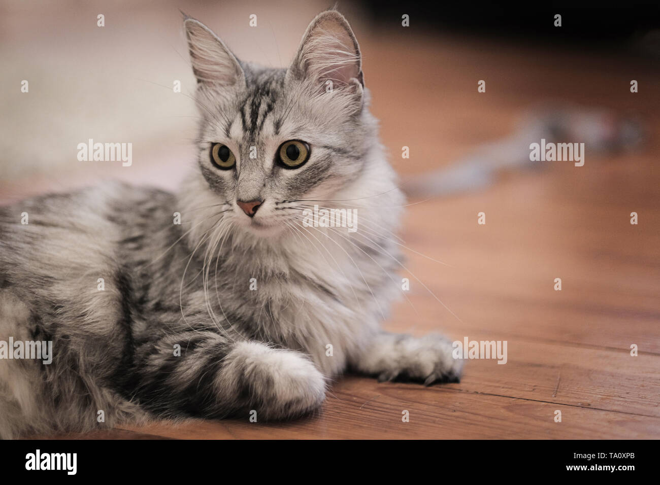Silver Tabby Turkish Angora