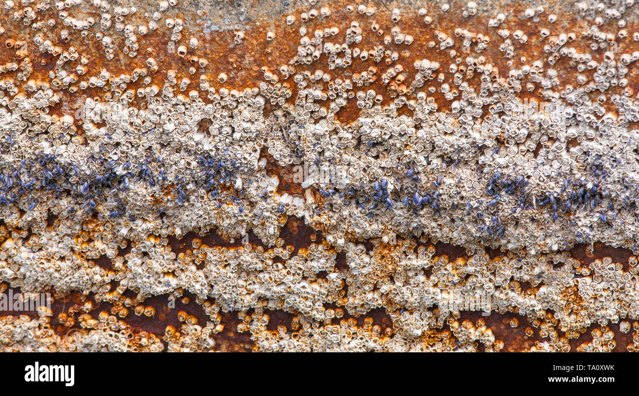 Rusty hull with barnacles hi-res stock photography and images - Alamy