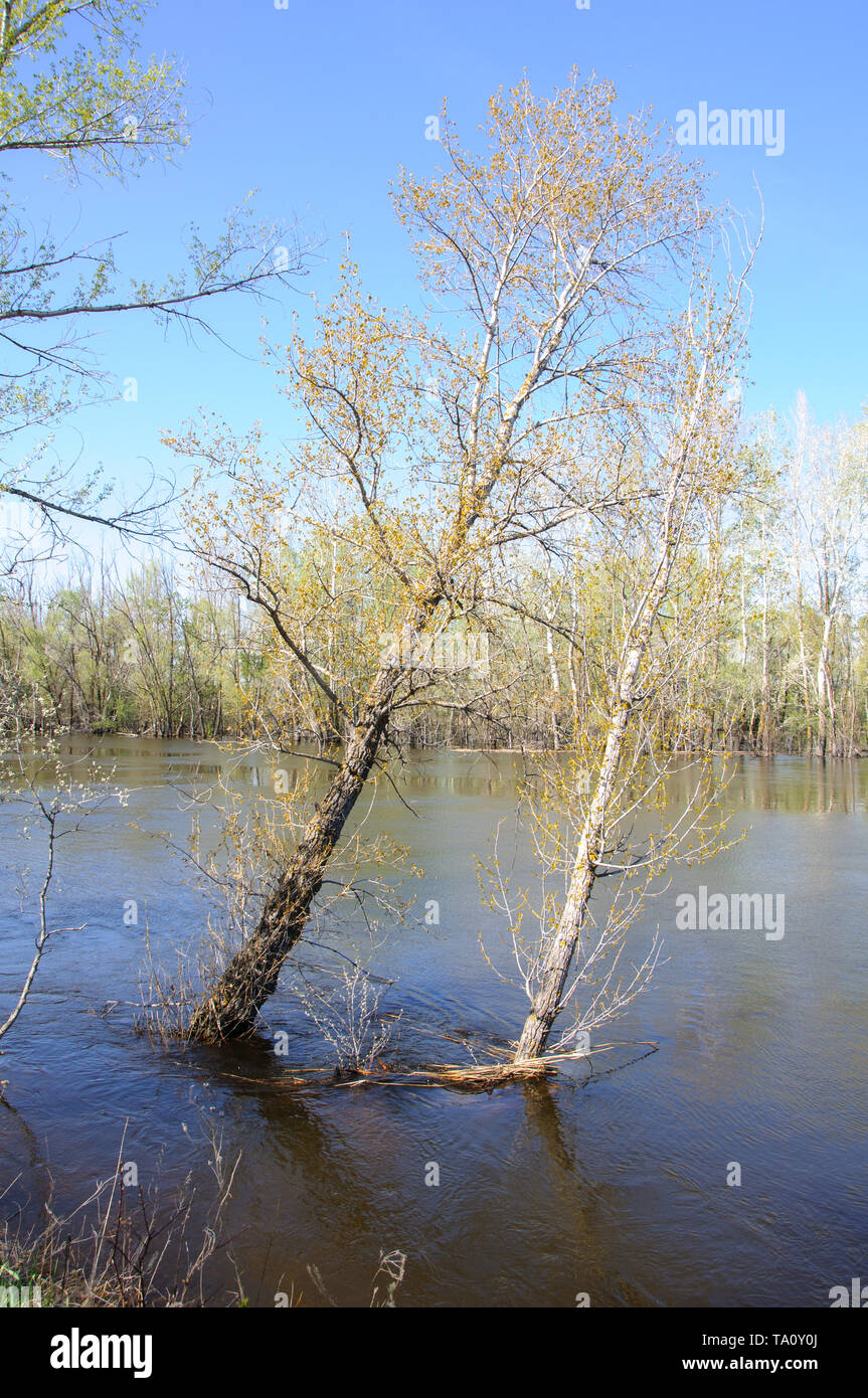 Spring flood. The forest is flooded by the overflowing river Stock ...