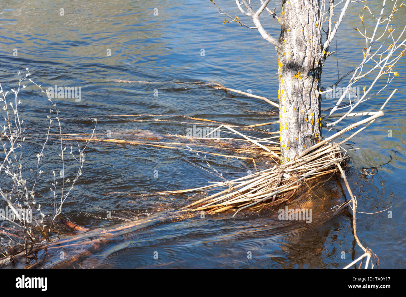 Spring flood. The forest is flooded by the overflowing river Stock ...