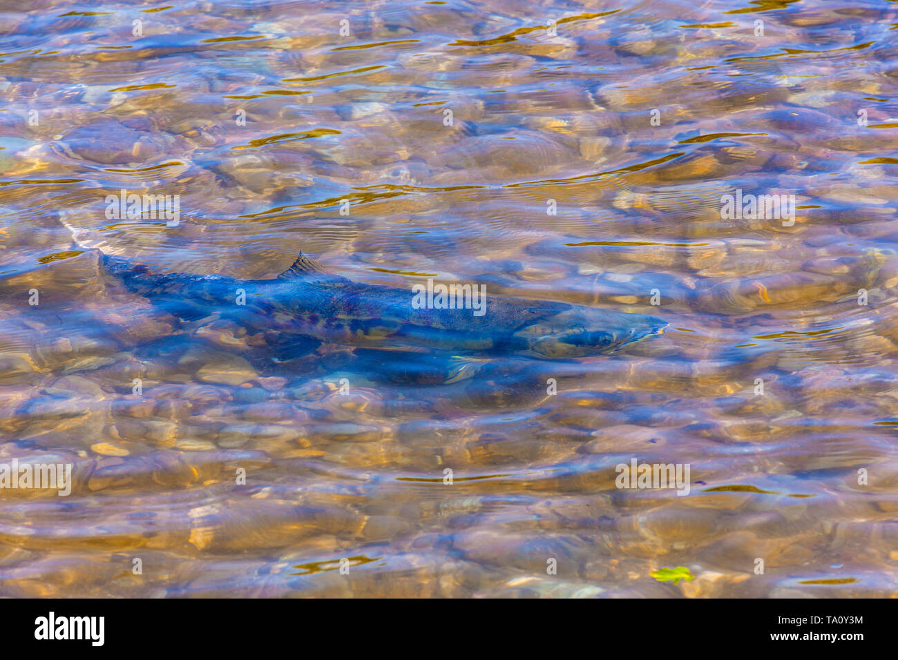 Female salmon on spawning hi-res stock photography and images - Alamy