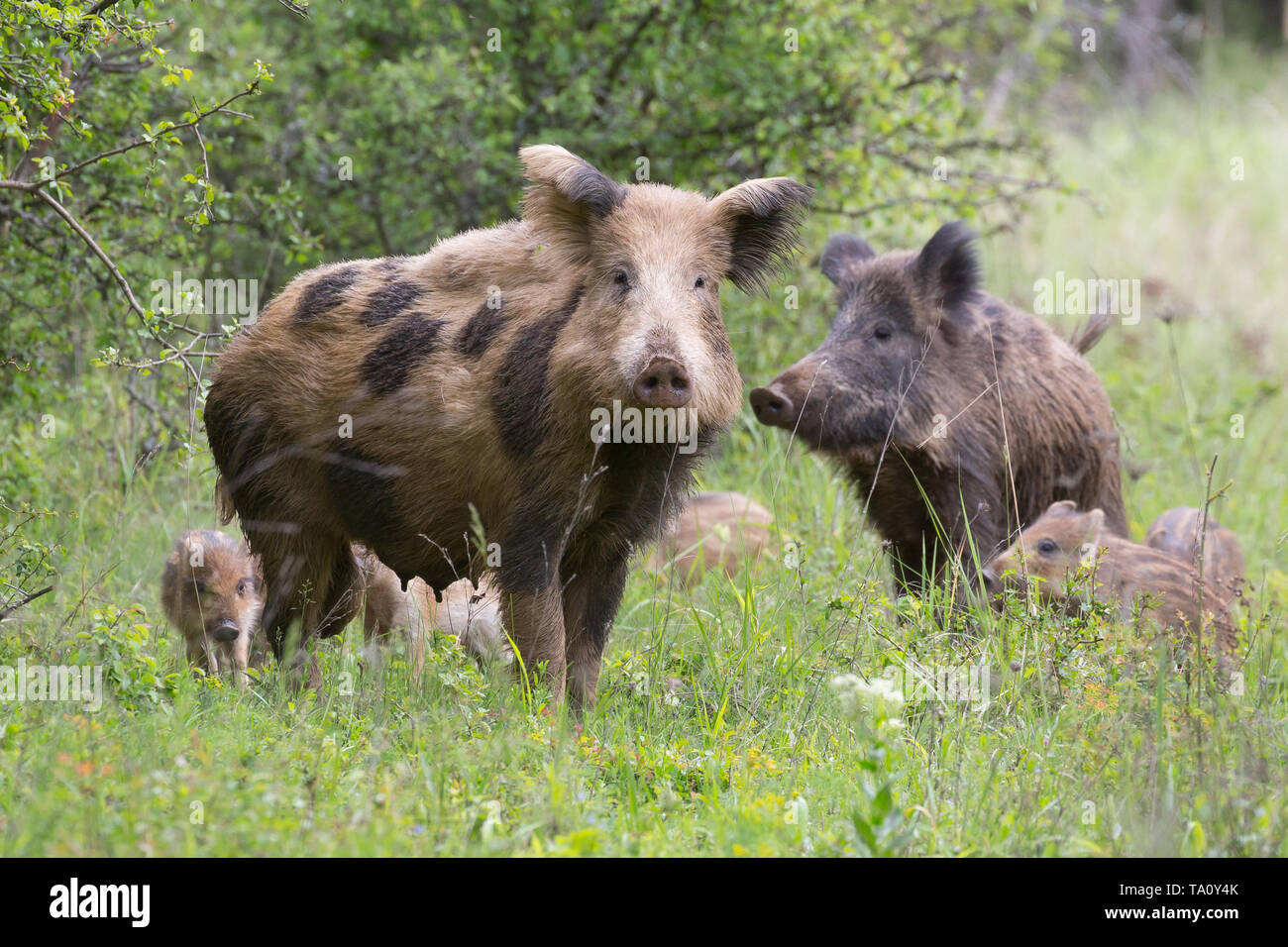 Boar Hunter High Resolution Stock Photography and Images - Alamy