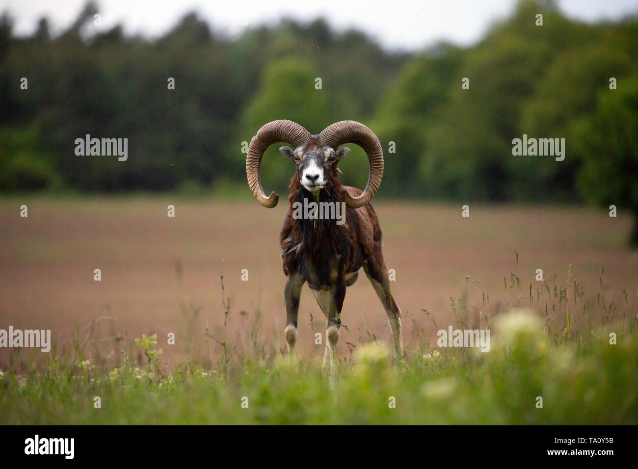 Mouflon on meadow Stock Photo - Alamy