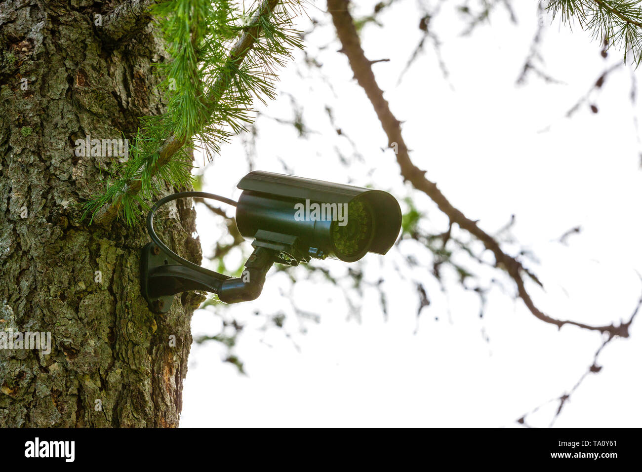 Surveillance camera on the tree. Hidden camera in the forest. Forest ...