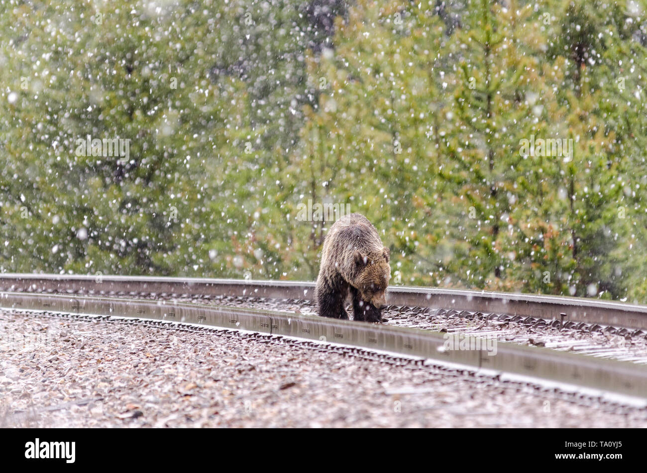 Big Grizzly bear on the train tracks in Banff national park , looking ...