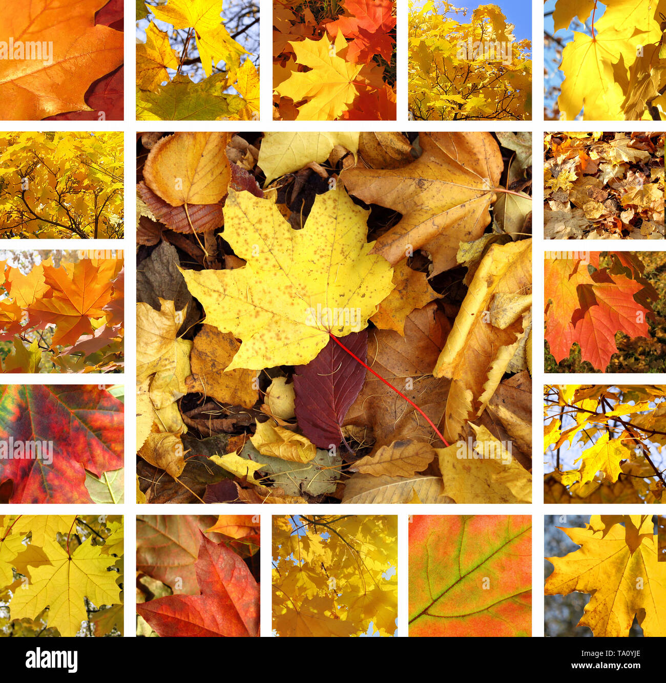 Maple leaf collage hi-res stock photography and images - Alamy