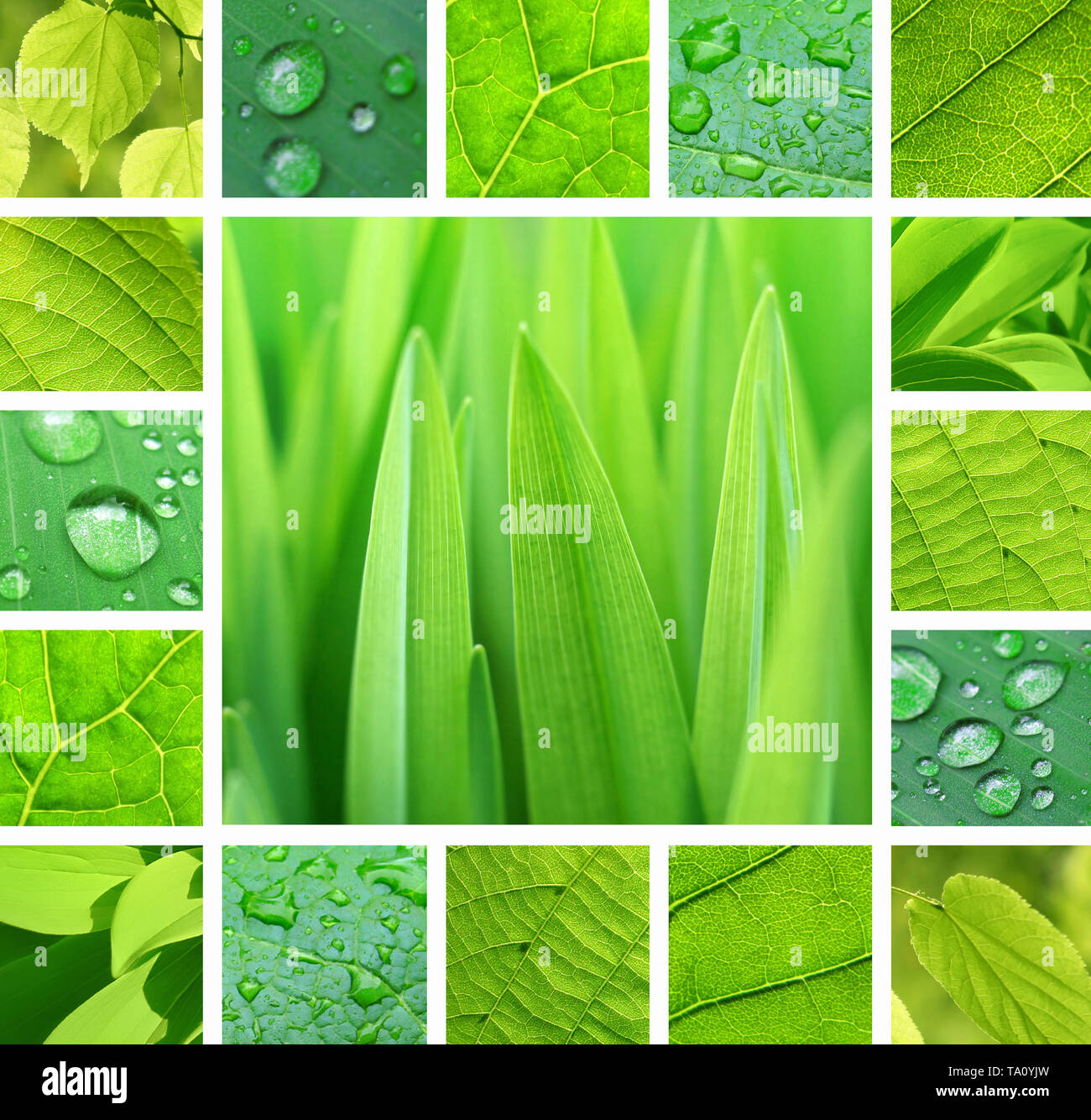 Leaf collage hi-res stock photography and images - Alamy