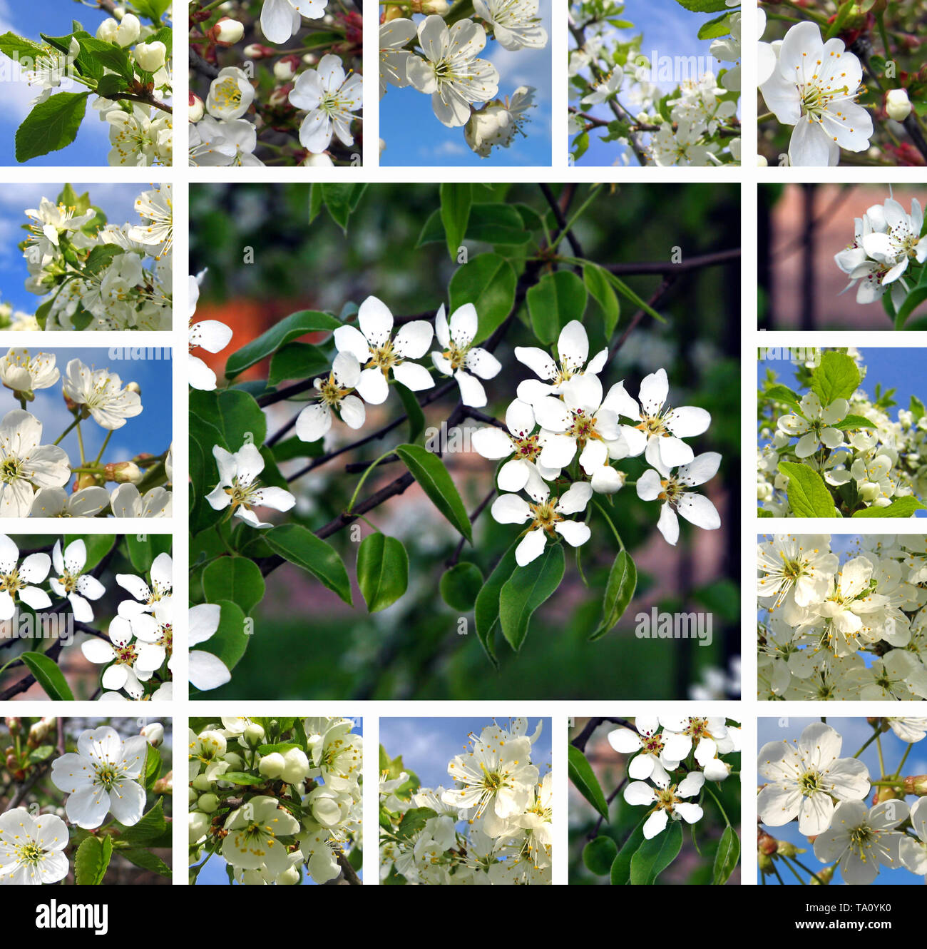 Collage of beautiful flowering trees Stock Photo - Alamy
