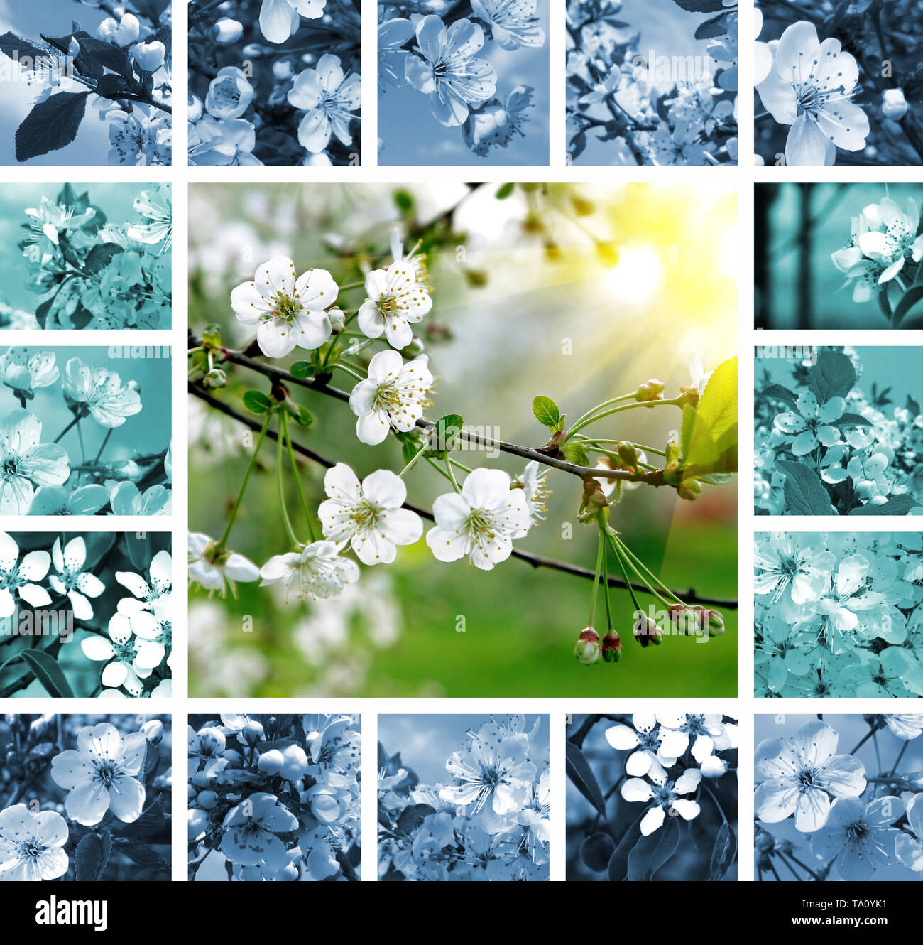 Collage of beautiful flowering trees Stock Photo - Alamy