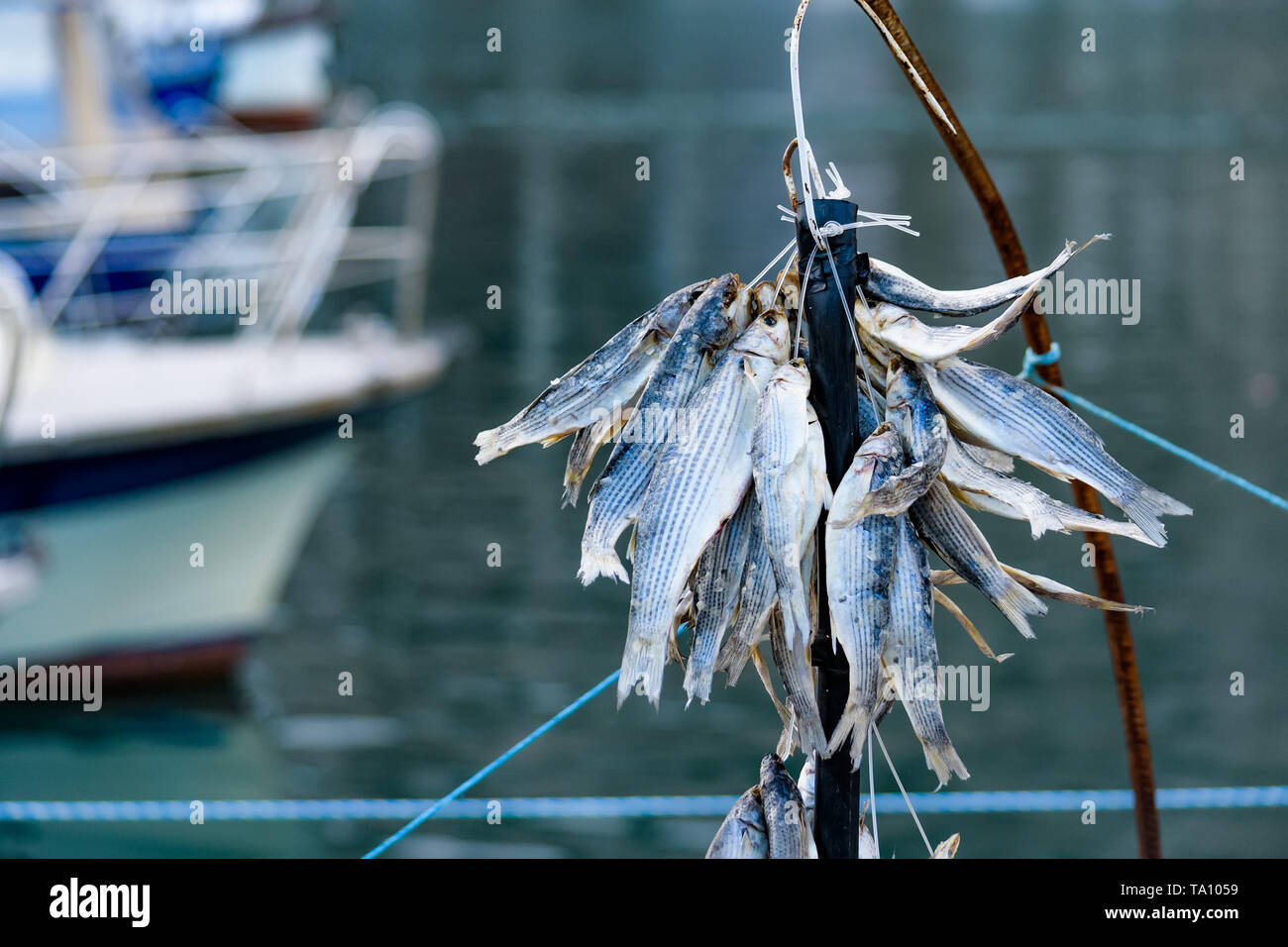 View of bunch of small fish drying outdoors. Fisherman's catch Stock ...