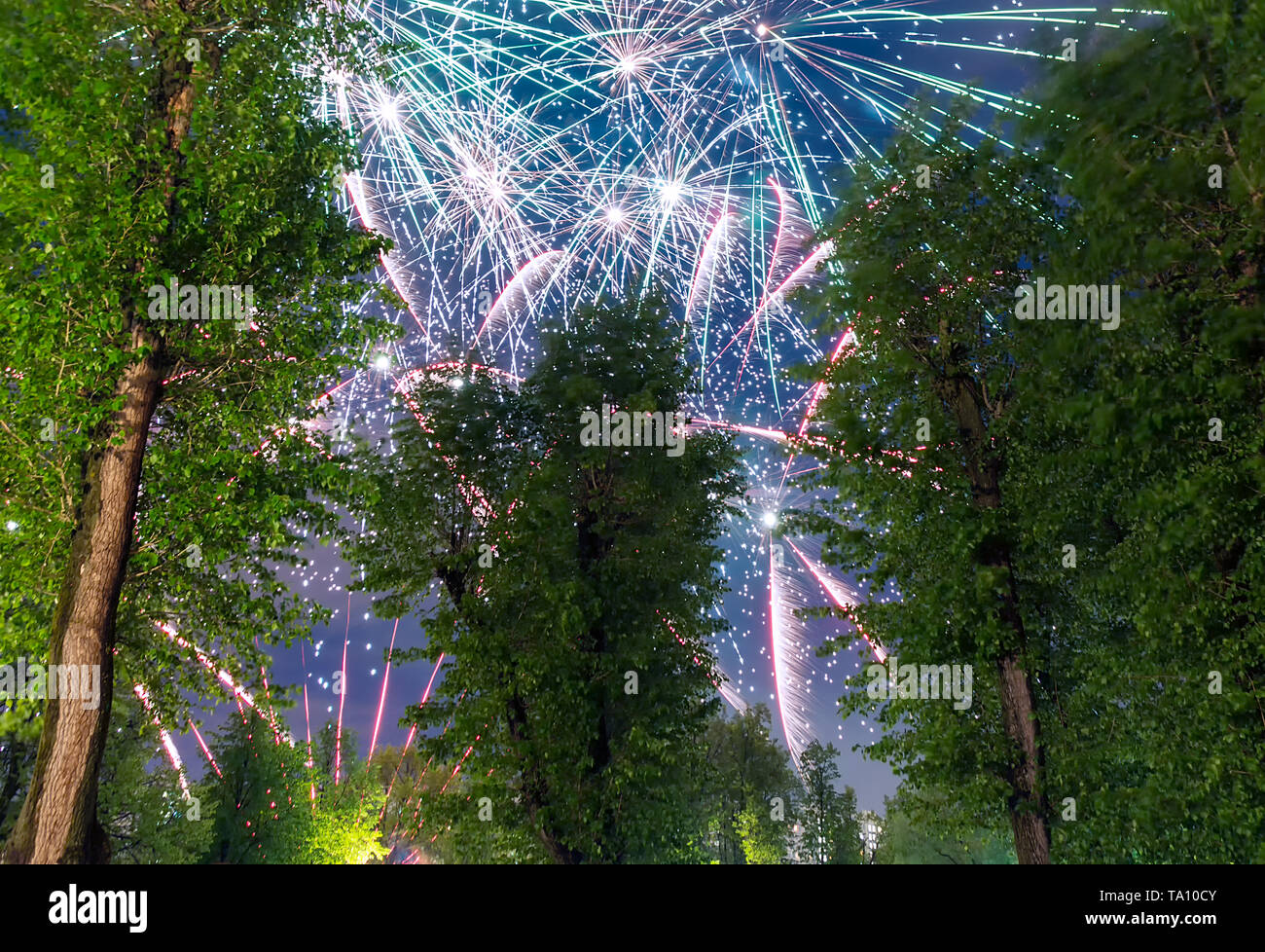 Colorful Fireworks exploding behind green trees at dusk Stock Photo - Alamy