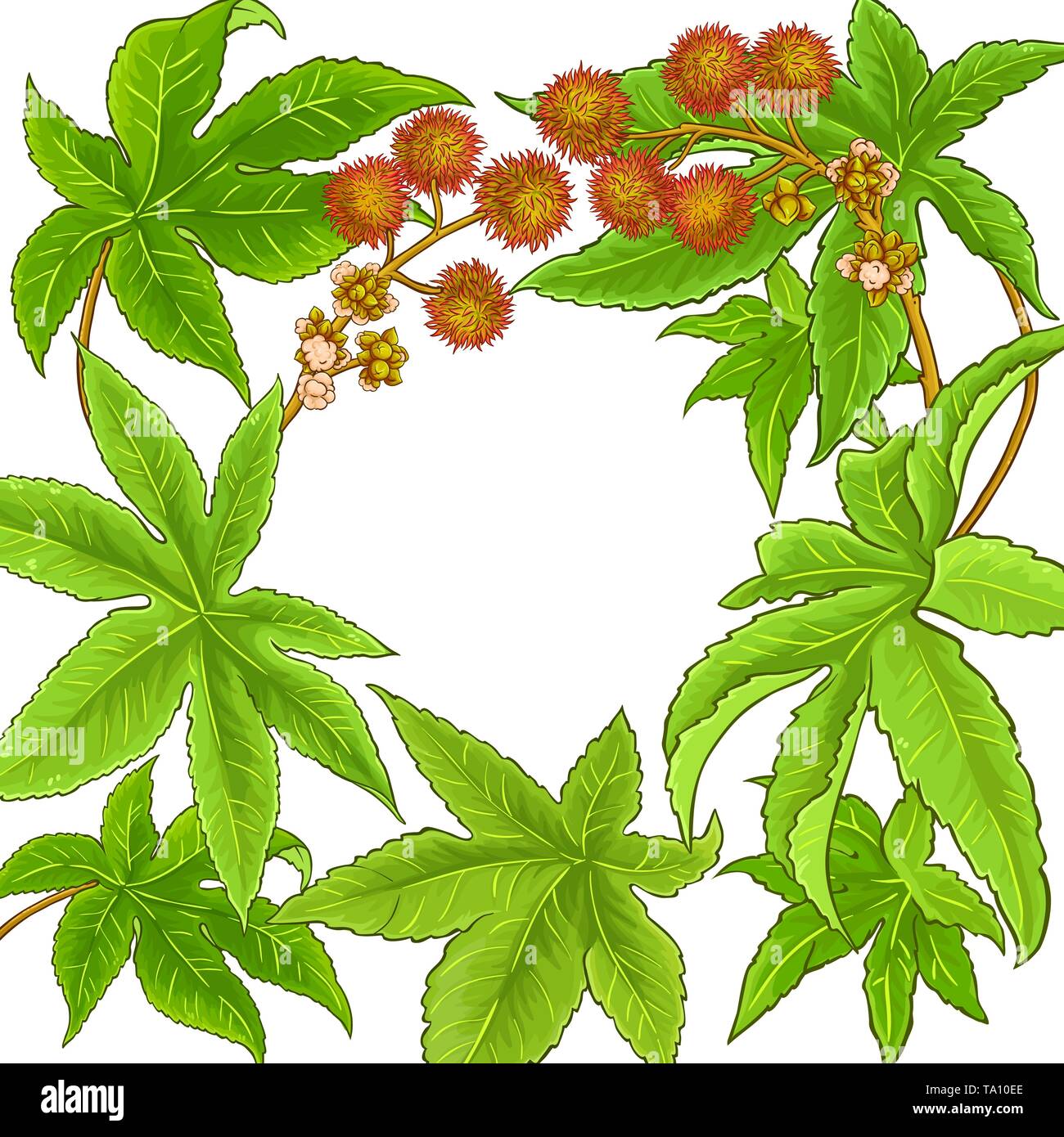 castor vector frame on white background Stock Vector Image & Art - Alamy