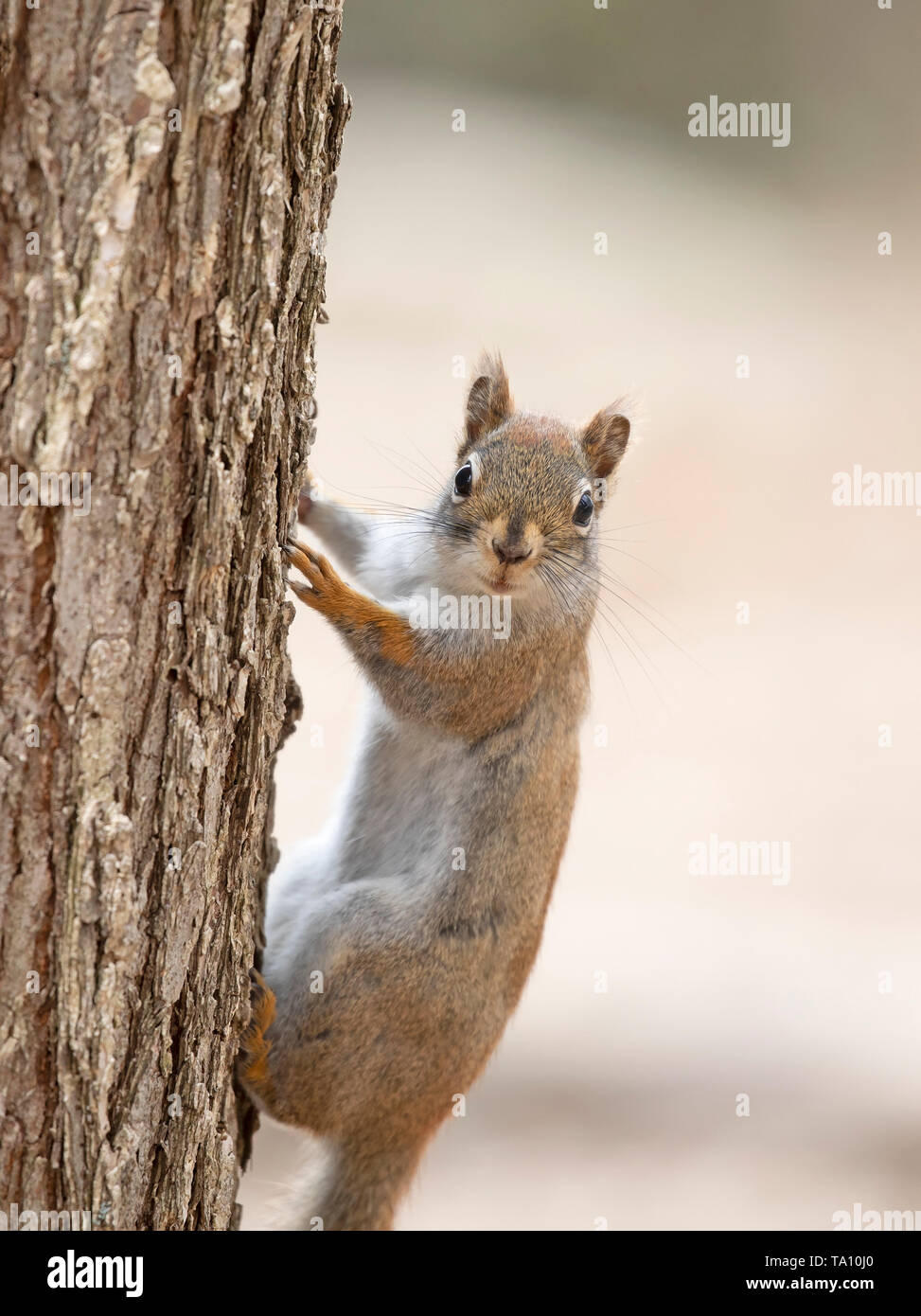 Red squirrel climbing hi-res stock photography and images - Alamy
