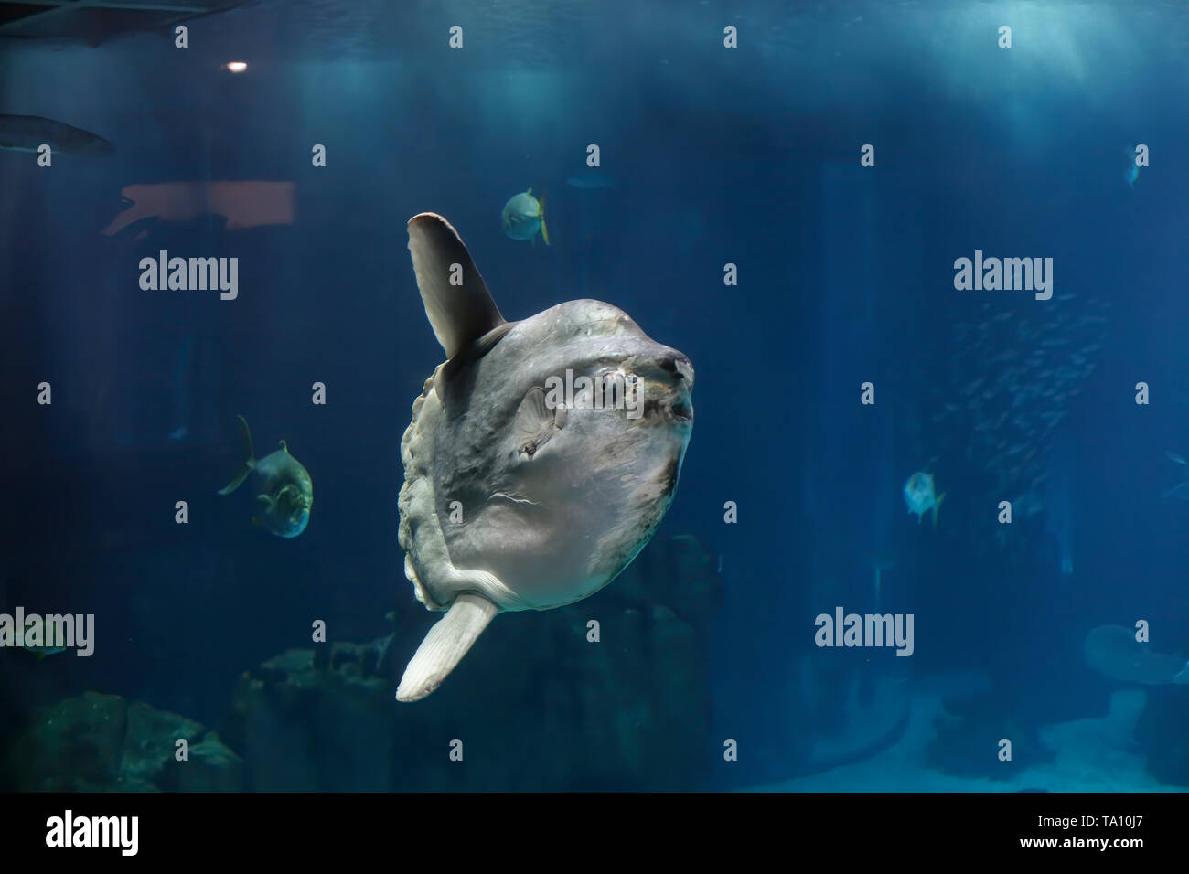 Detailed Atlantic sunfish from a sea water aquarium Stock Photo - Alamy