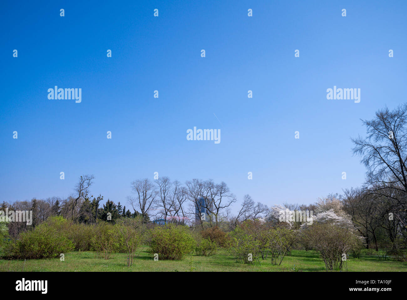 Springtime, a park in Berlin with trees and blue sky Stock Photo - Alamy