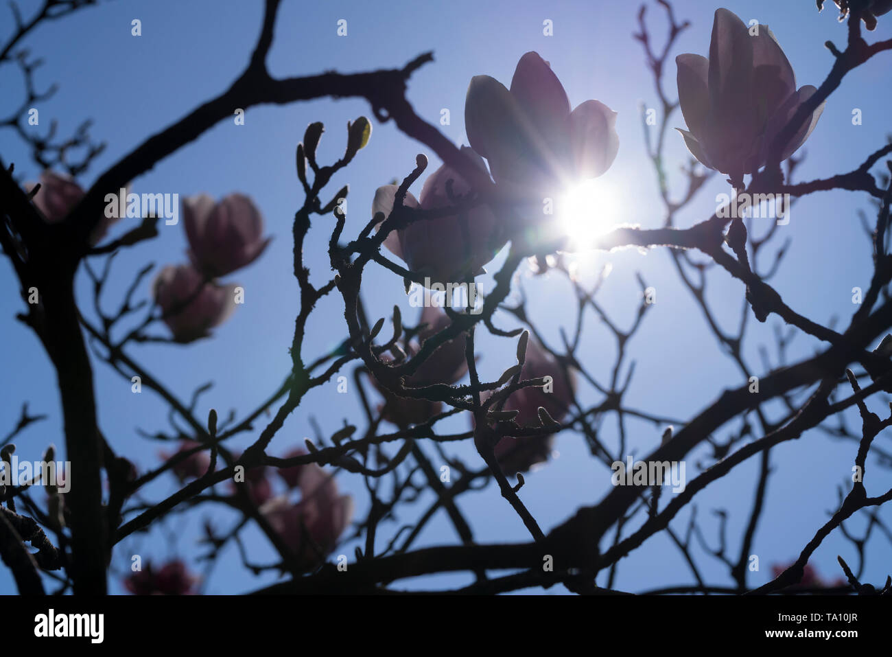 old tree overgrown with white spring blossoms Stock Photo - Alamy
