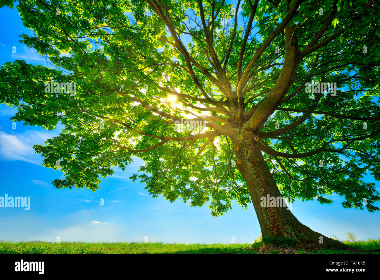 old maple tree with the sun behind and meadow Stock Photo - Alamy