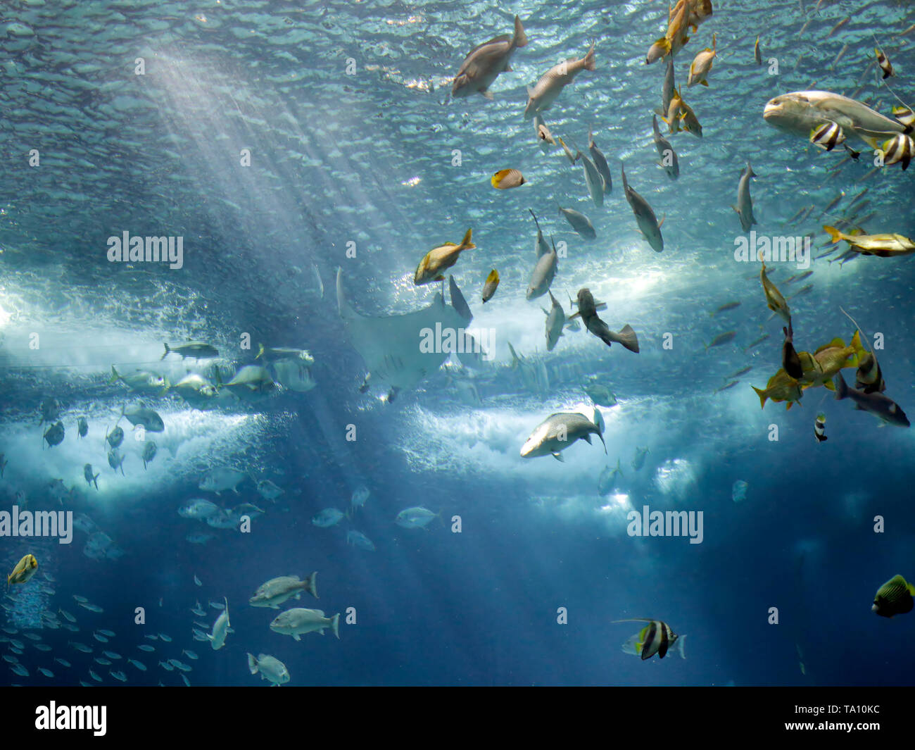 Sea water aquarium crowded with several tropical fish species Stock ...