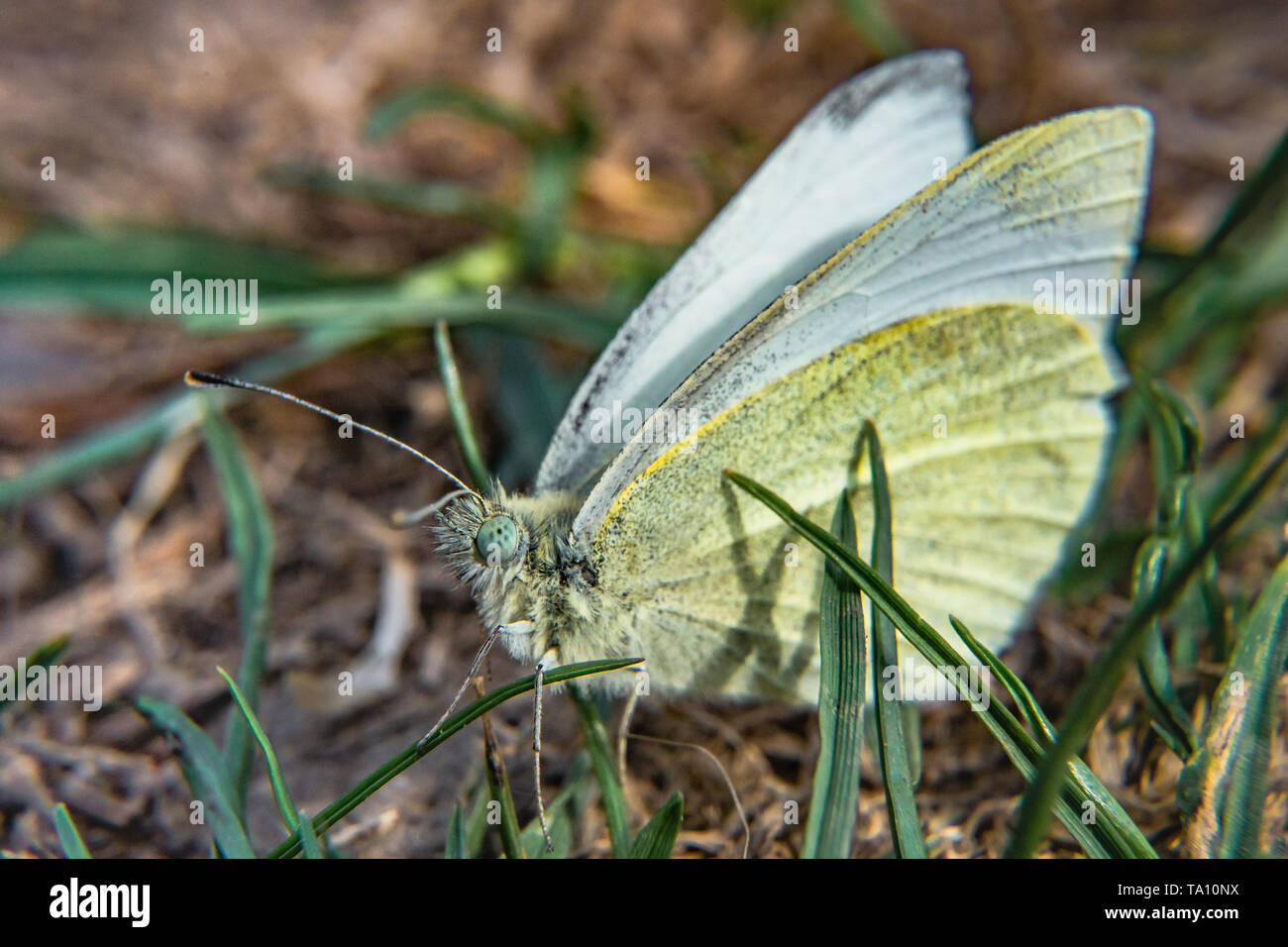 Green butterfly flying hi-res stock photography and images - Alamy