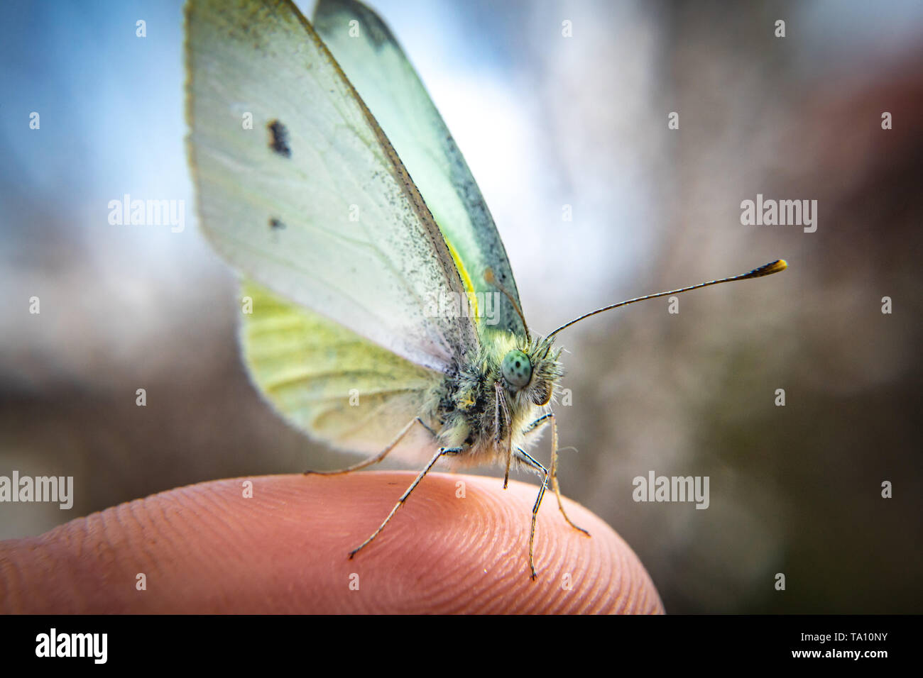 Green butterfly flying hi-res stock photography and images - Alamy
