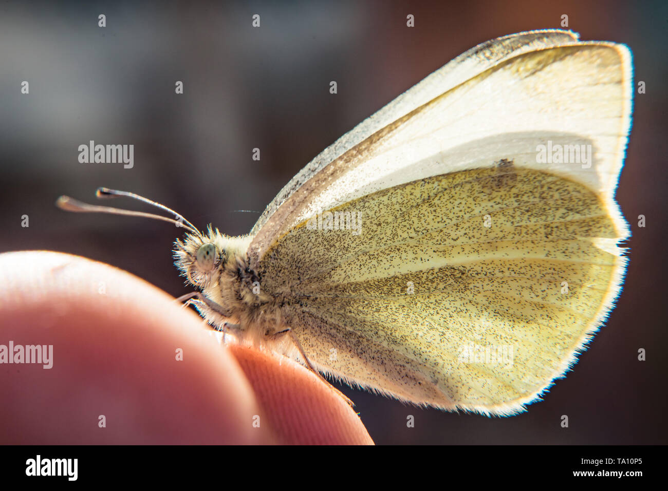 Green butterfly flying hi-res stock photography and images - Alamy