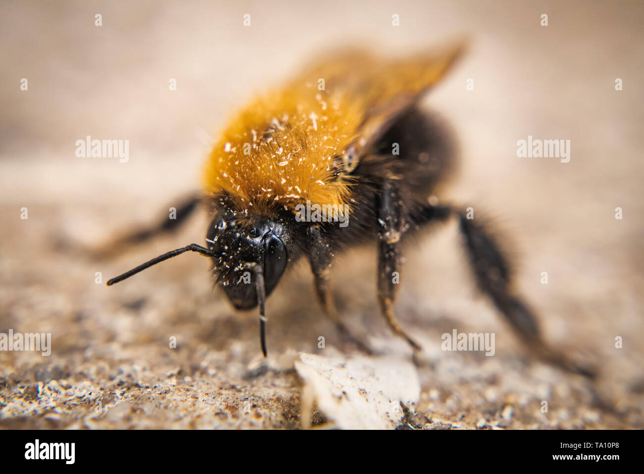 Bumblebee airborne hi-res stock photography and images - Alamy
