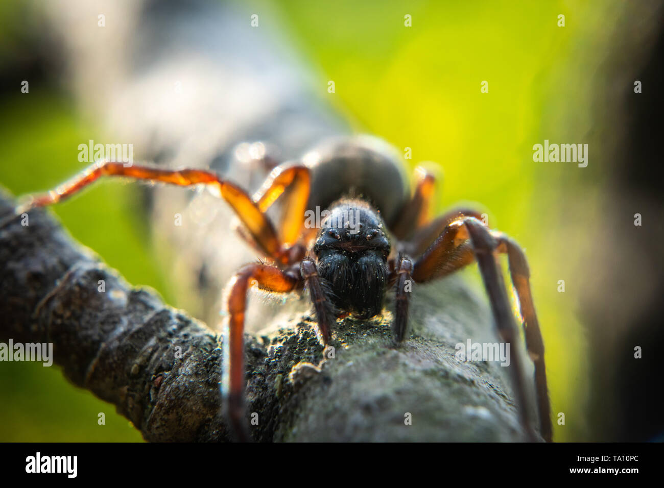 Venom spider hi-res stock photography and images - Alamy
