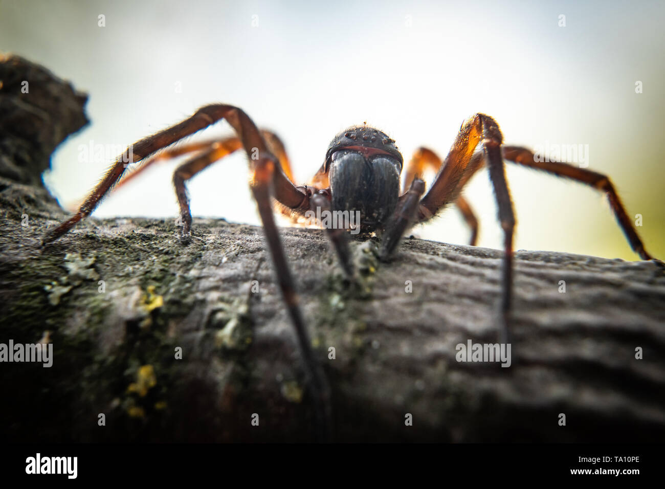 Spider scary hi-res stock photography and images - Alamy