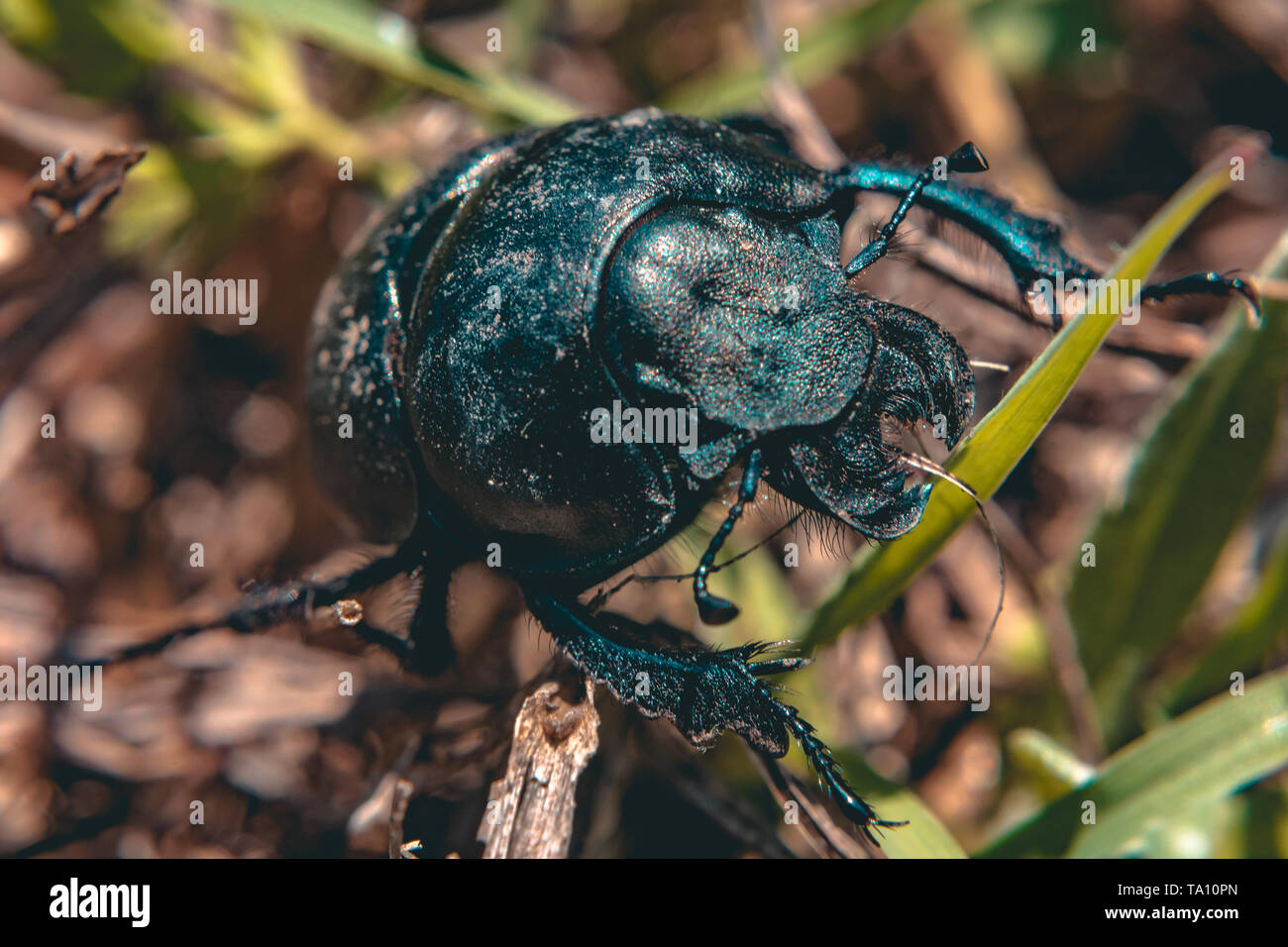 Polinator insect hi-res stock photography and images - Alamy
