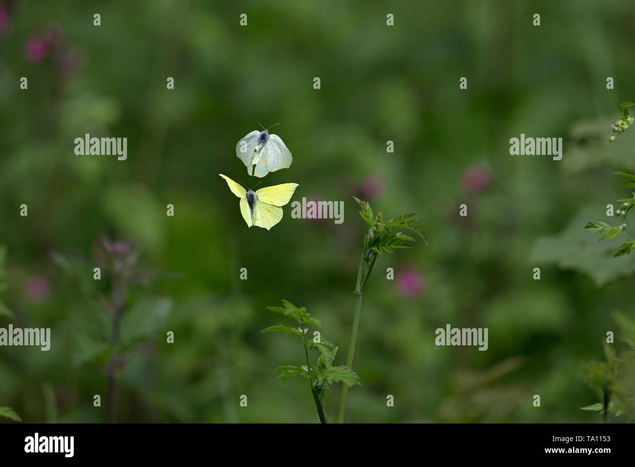 Common Brimstone (Gonepteryx rhamni Stock Photo - Alamy