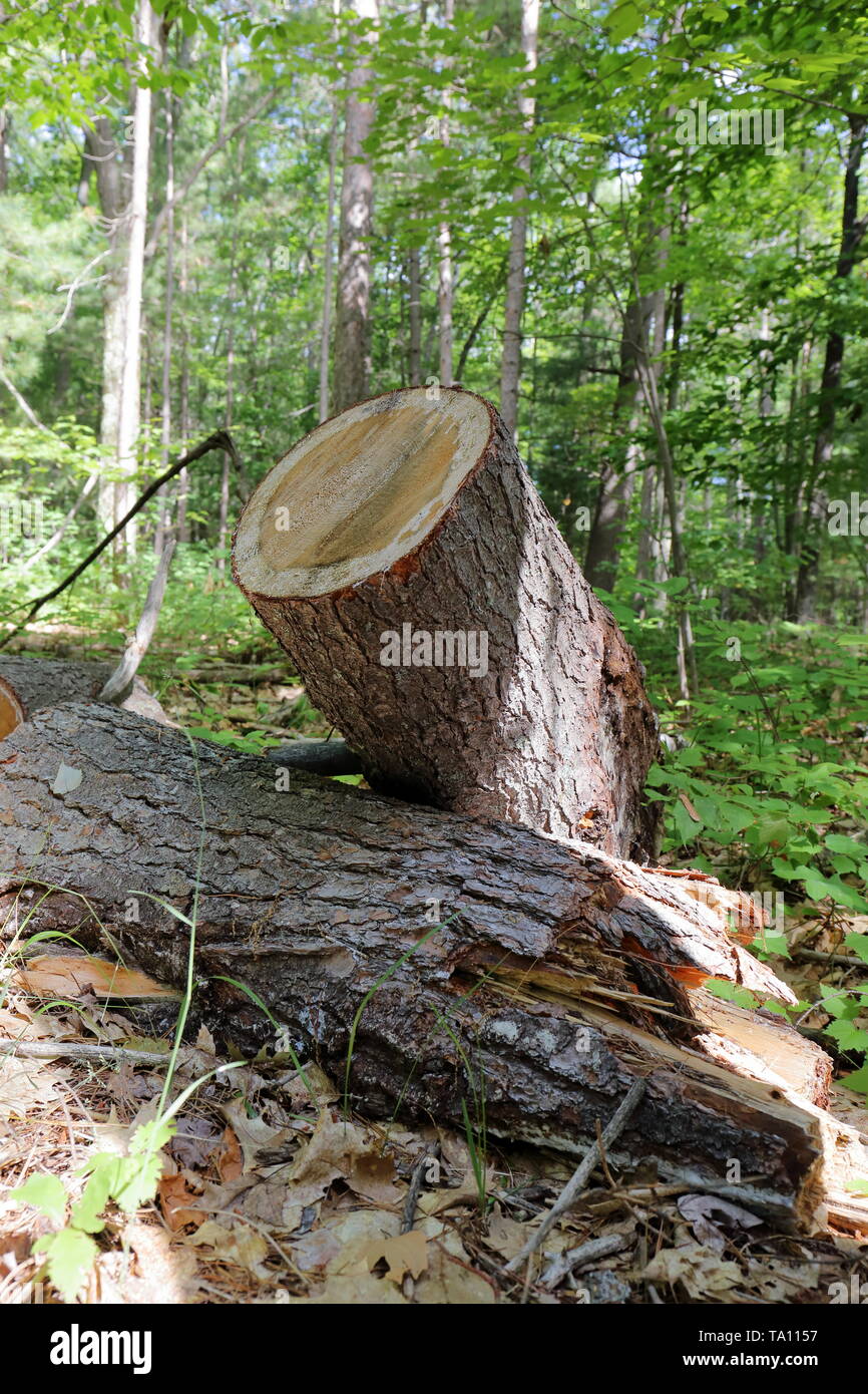 Forest logging path hi-res stock photography and images - Alamy