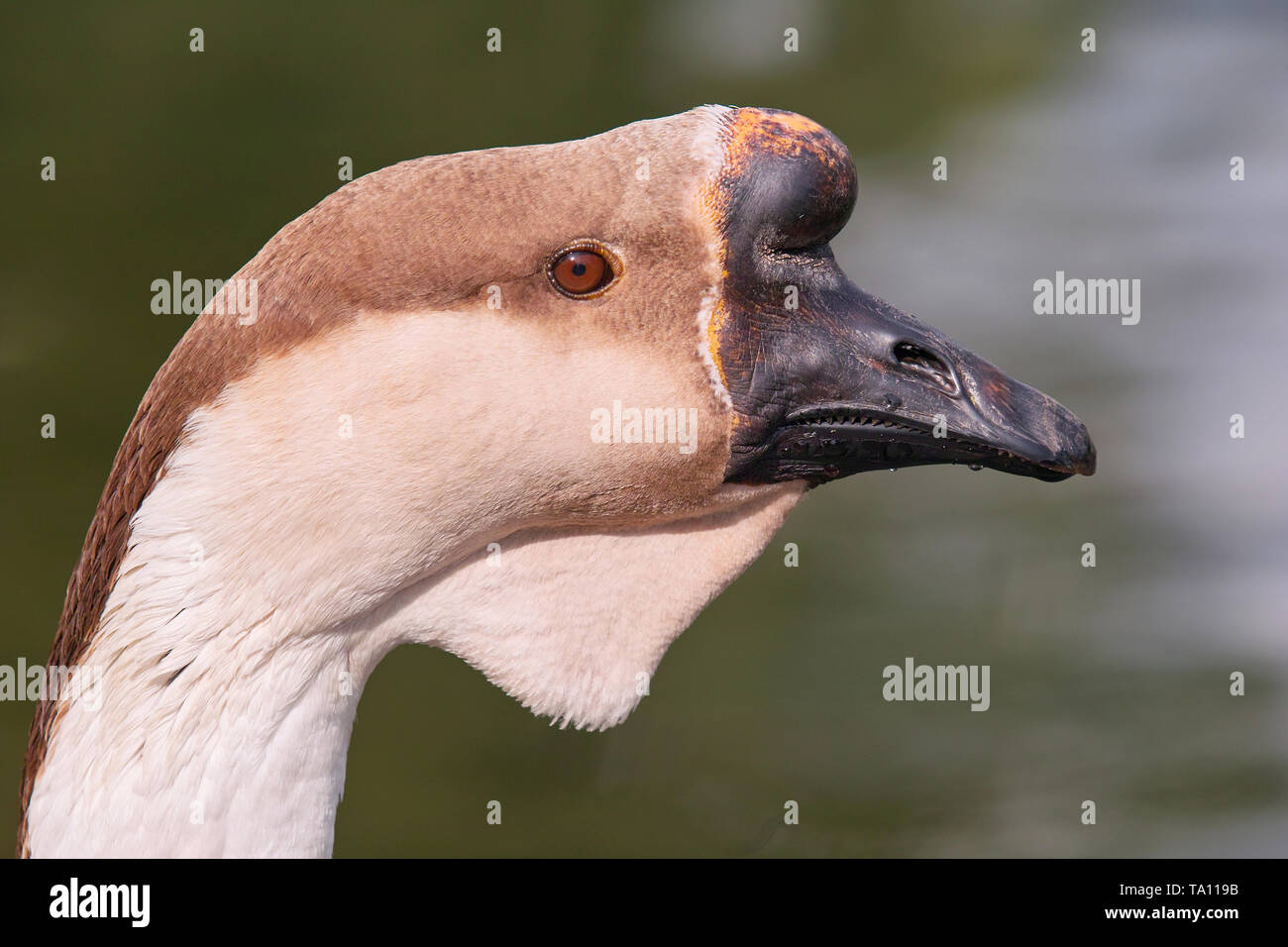 African brown goose hi-res stock photography and images - Alamy
