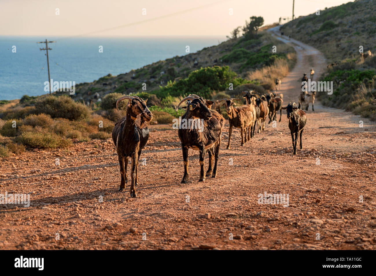 Herd of goats ran down a street in the evening sun Stock Photo - Alamy