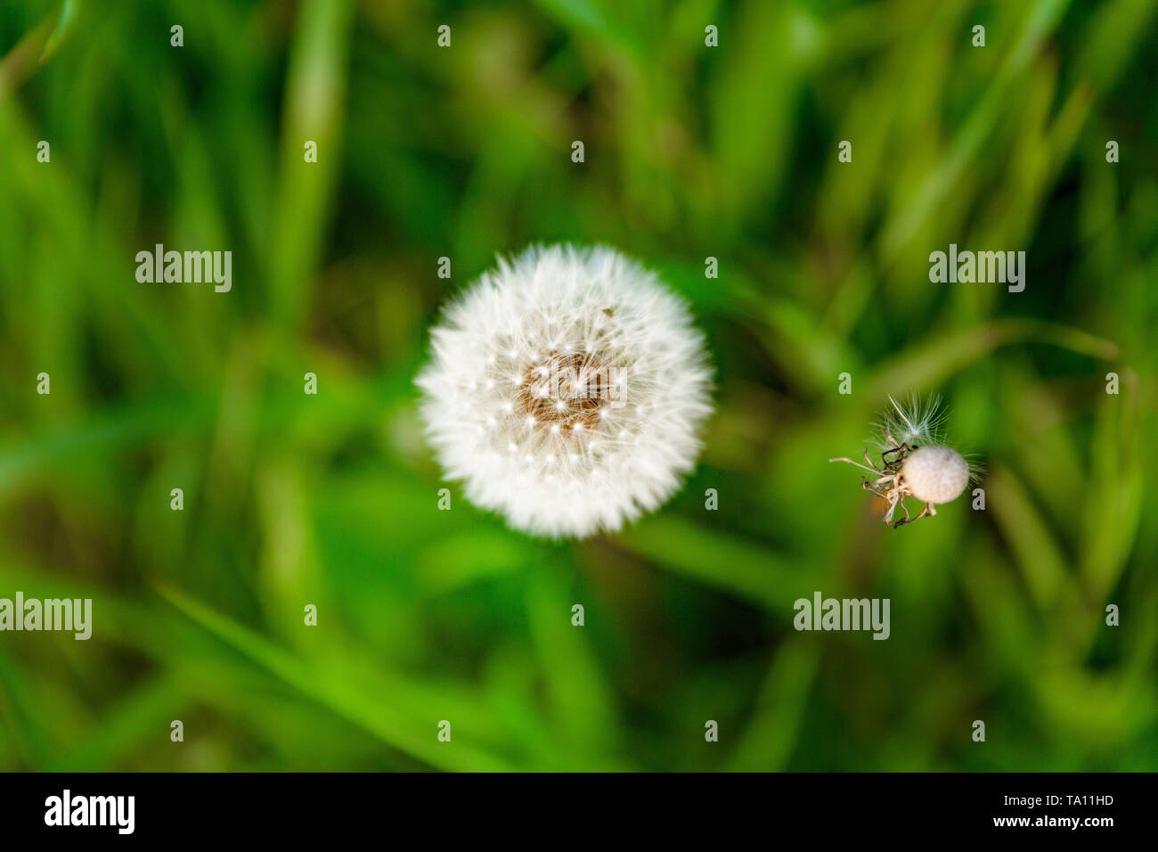 Common Dandelion/Taraxacum growing in wild grassland. Cotswold ...