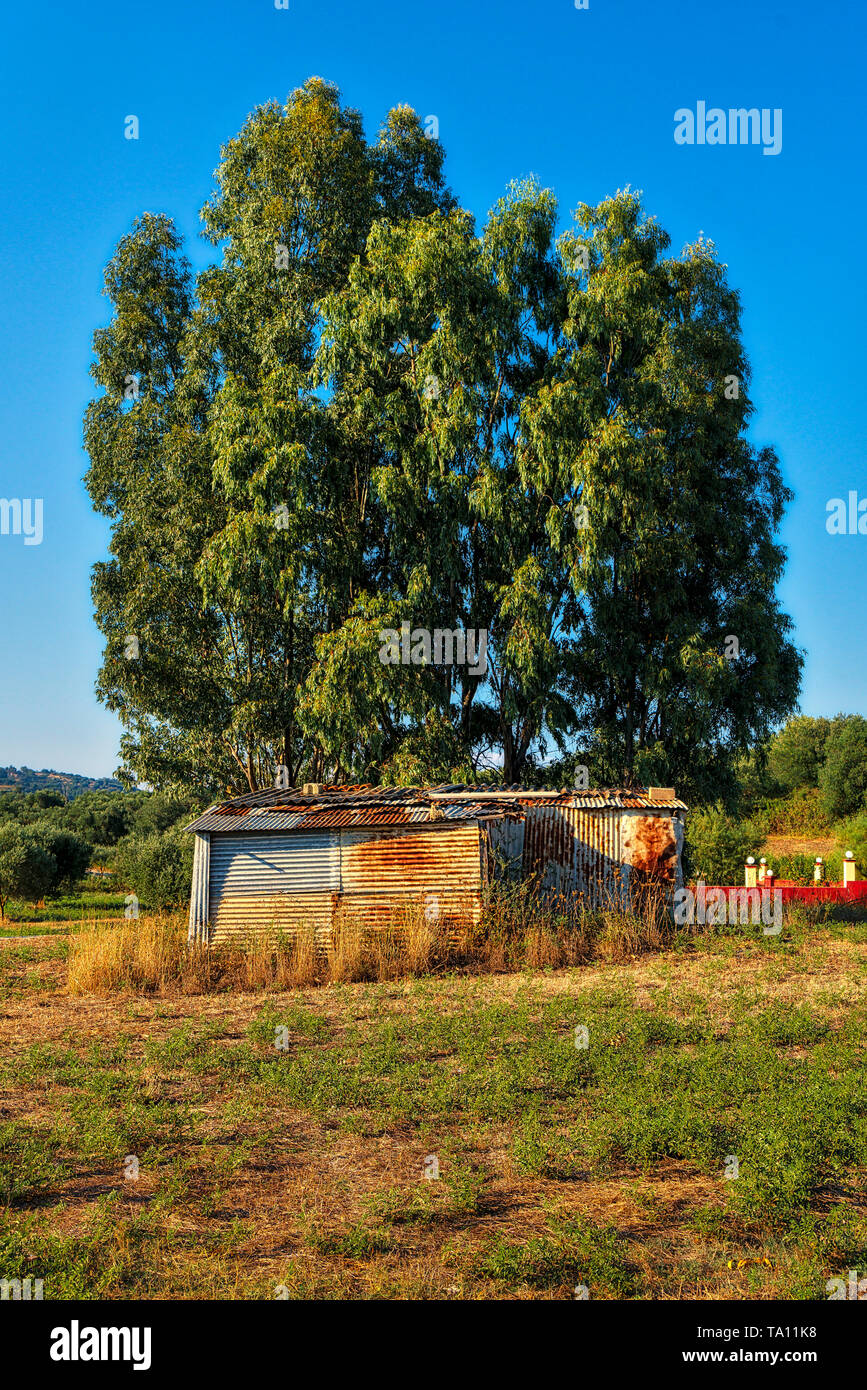 old corrugated iron cottage in front of a tree Stock Photo - Alamy