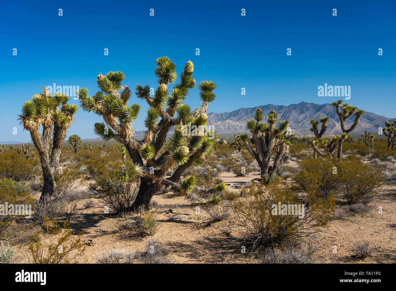 Cima california hi-res stock photography and images - Alamy