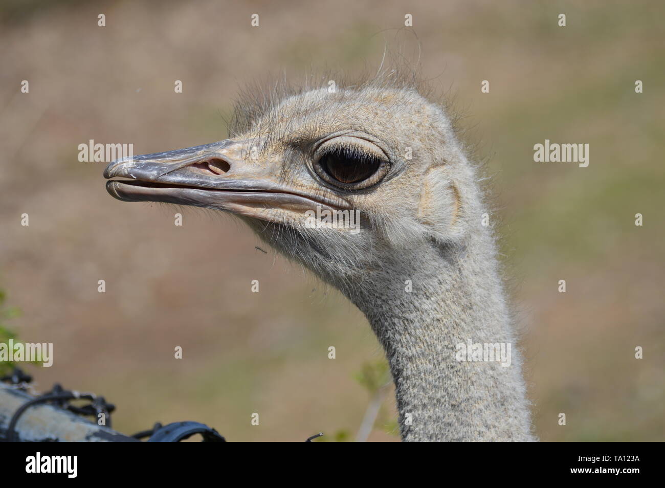 Ostrich head profile hi-res stock photography and images - Alamy