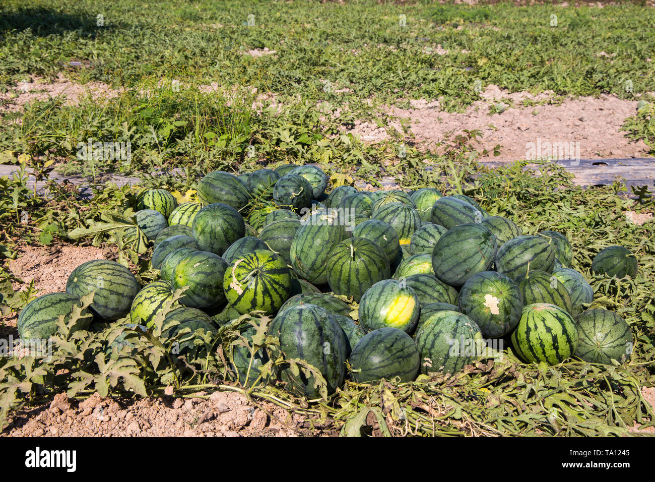 Watermelons growing in garden hi-res stock photography and images - Alamy