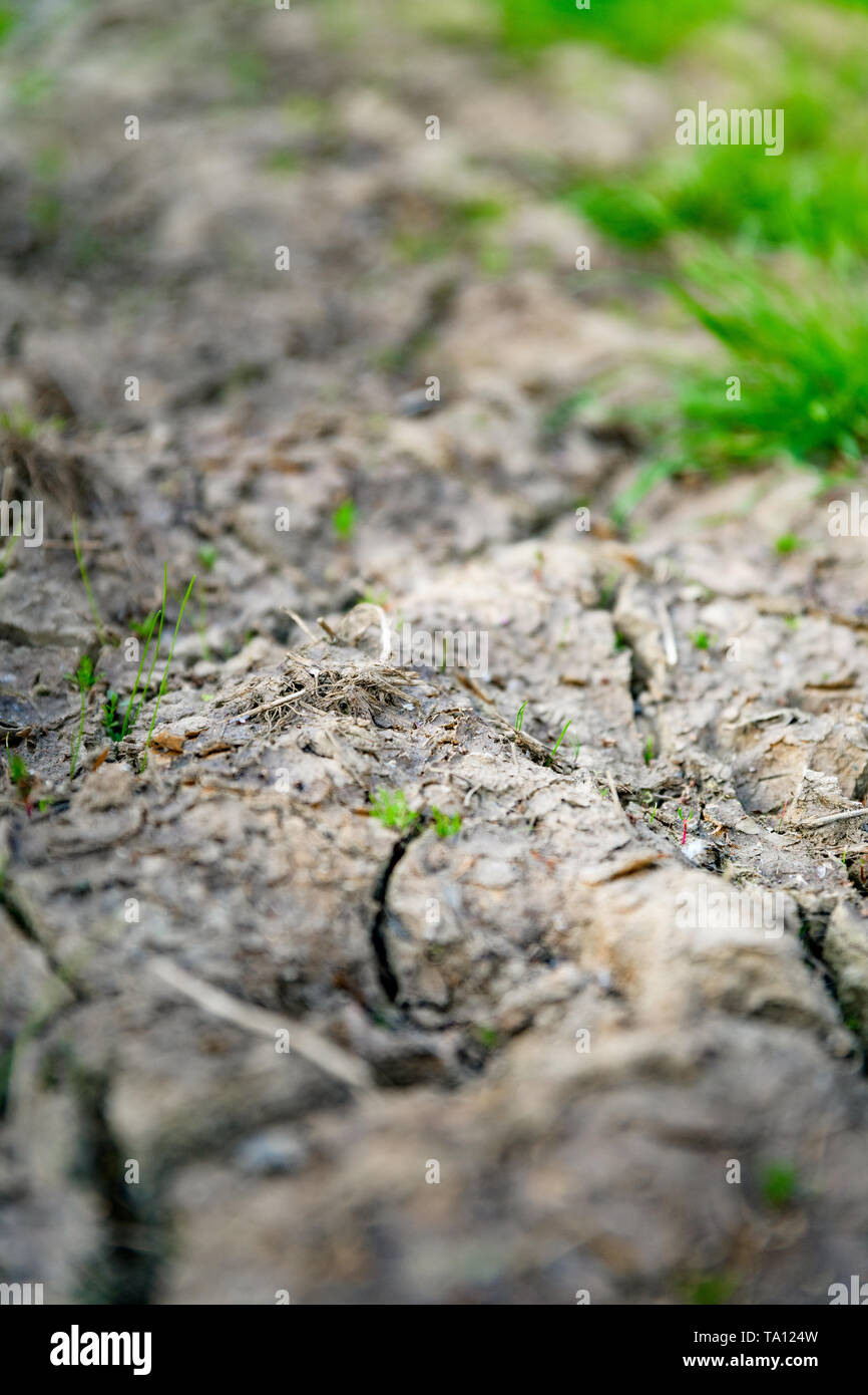 Dry cracked land in a uk agricultural field due to lack of rain. UK ...