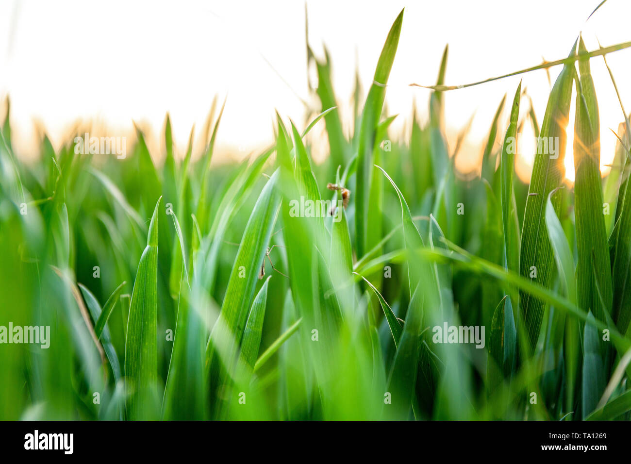 Sun rays shining through wheat ina UK agricultural field. UK ...